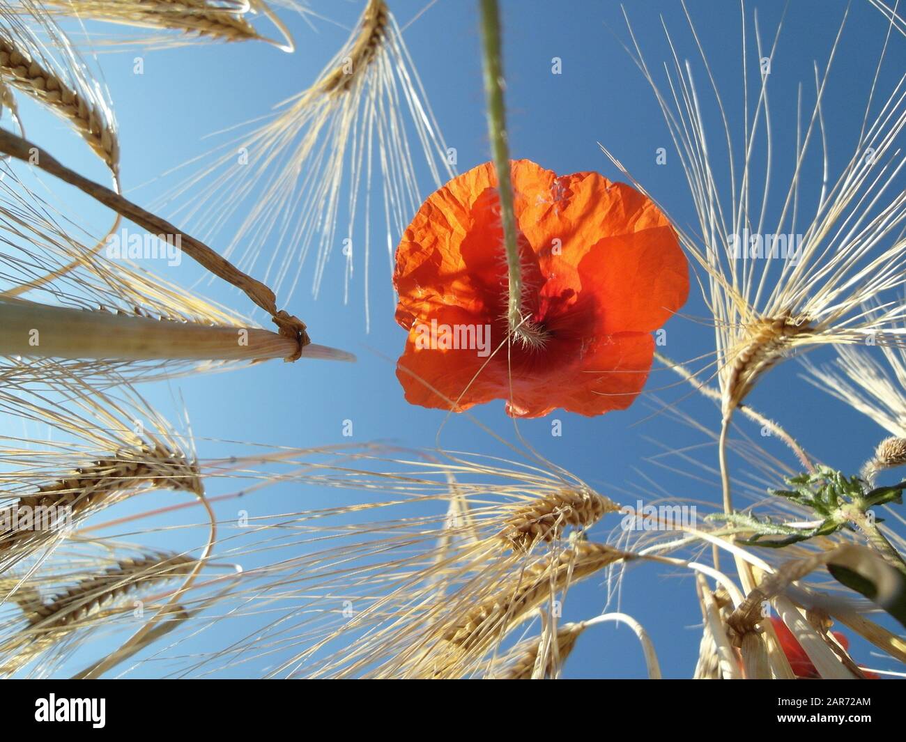 Poppies. Poppy flower. Wild flowers on the edge of farm land. Arable ...