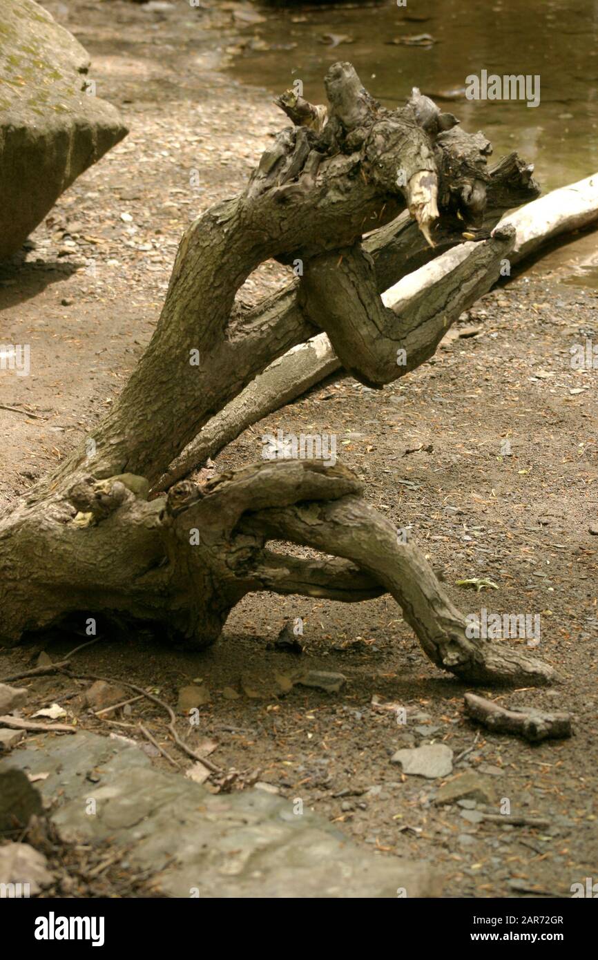 Dead tree sculpture hi-res stock photography and images - Alamy