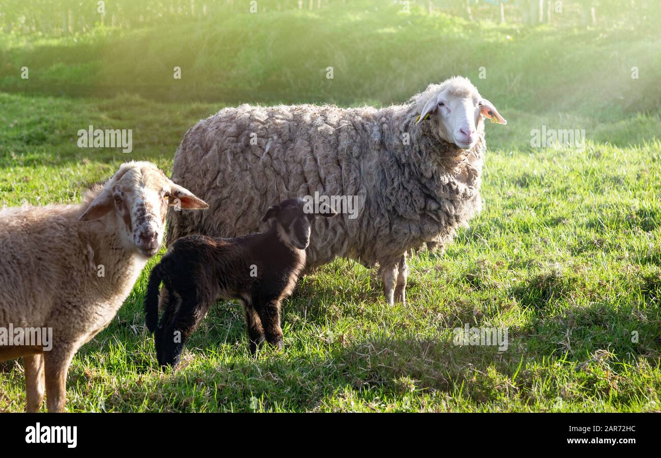 Sheeps in nature on meadow. Farming outdoor Stock Photo - Alamy