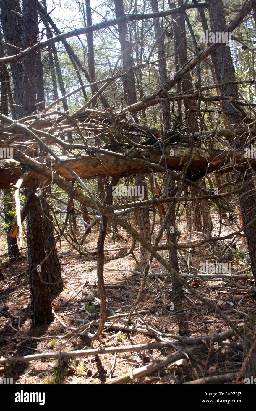Dry fallen tree in pine woods. Tangled branches and tree trunks Stock ...