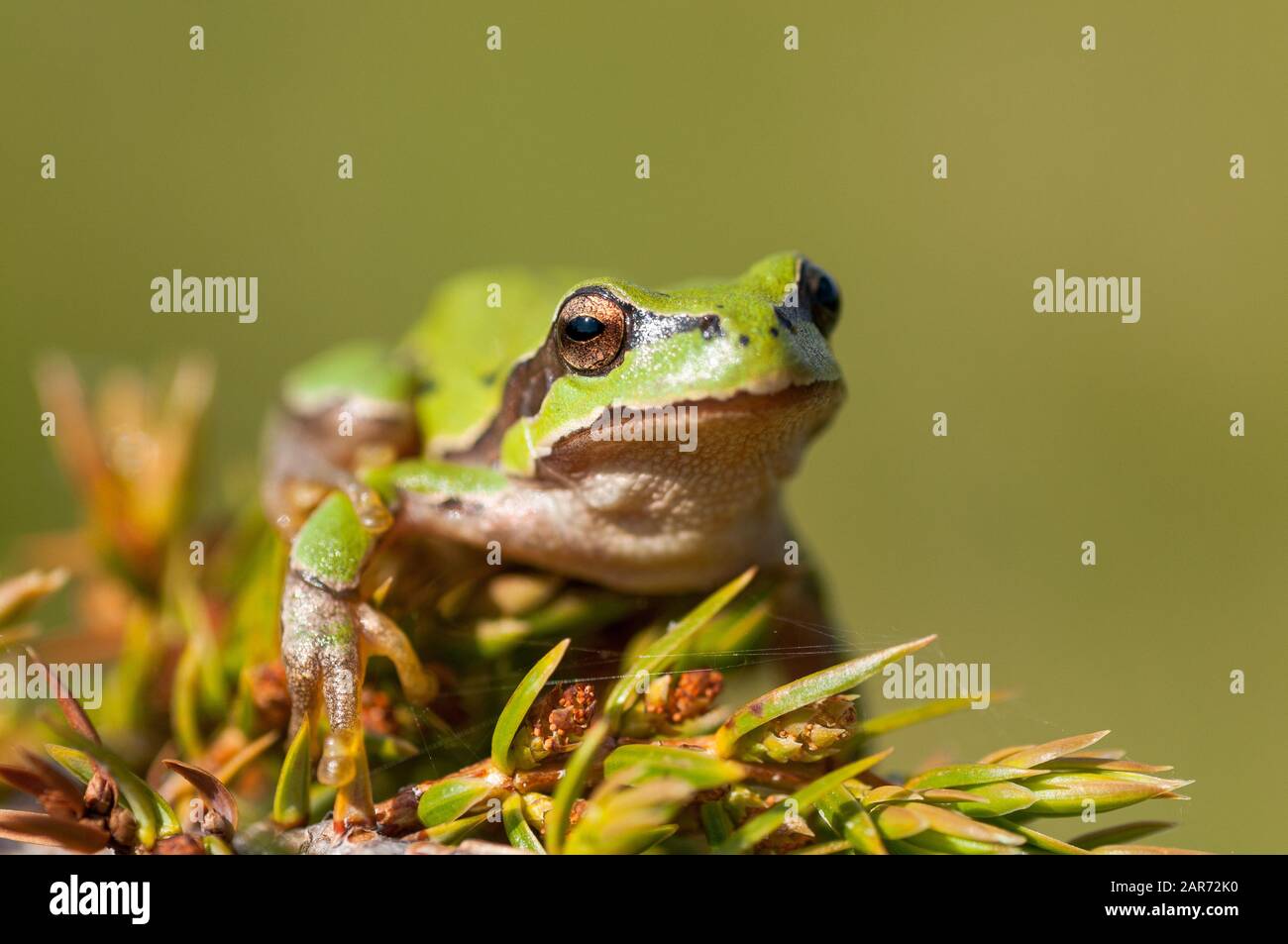 Iberian Tree Frog on top of a bush Stock Photo - Alamy