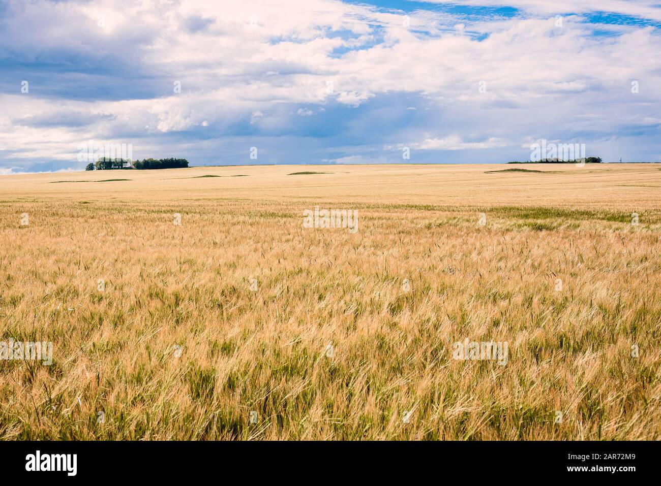 Barley field and tree hi-res stock photography and images - Alamy