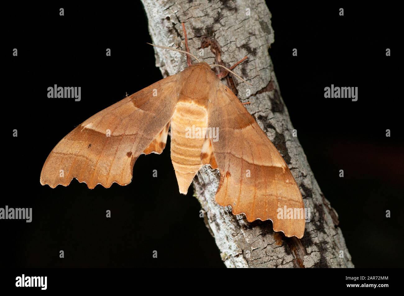 The Oak Hawk-moth Stock Photo - Alamy