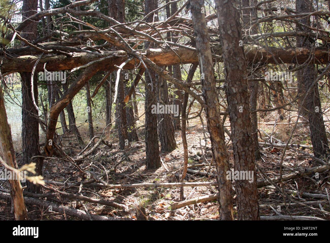 Dry fallen tree in pine woods. Tangled branches and tree trunks Stock ...