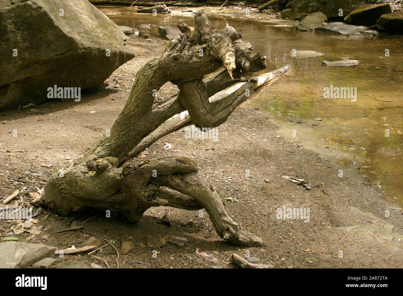 Dead tree sculpture hi-res stock photography and images - Alamy