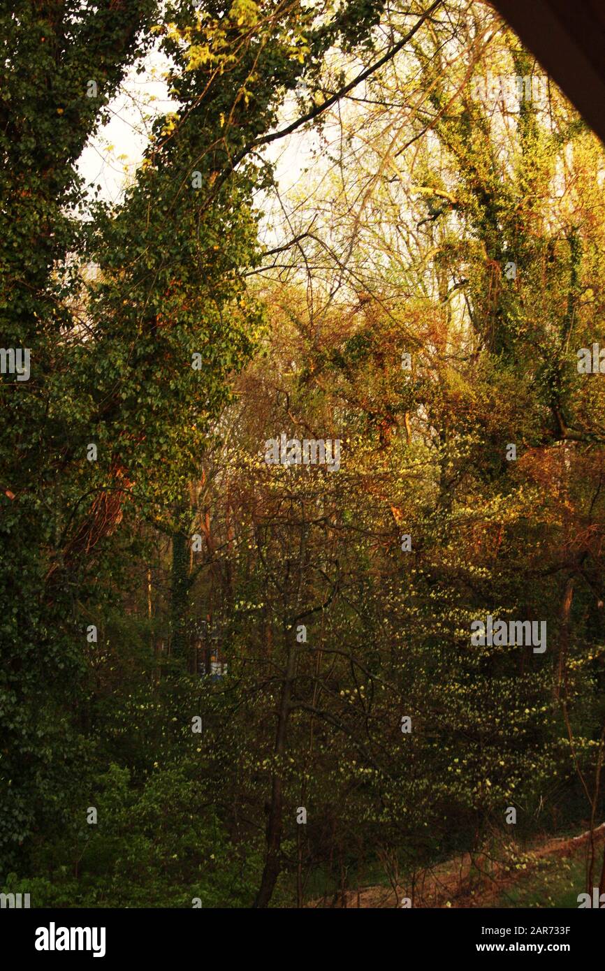 Beautiful view of woods in autumn. Deciduous forest in Virginia, USA ...