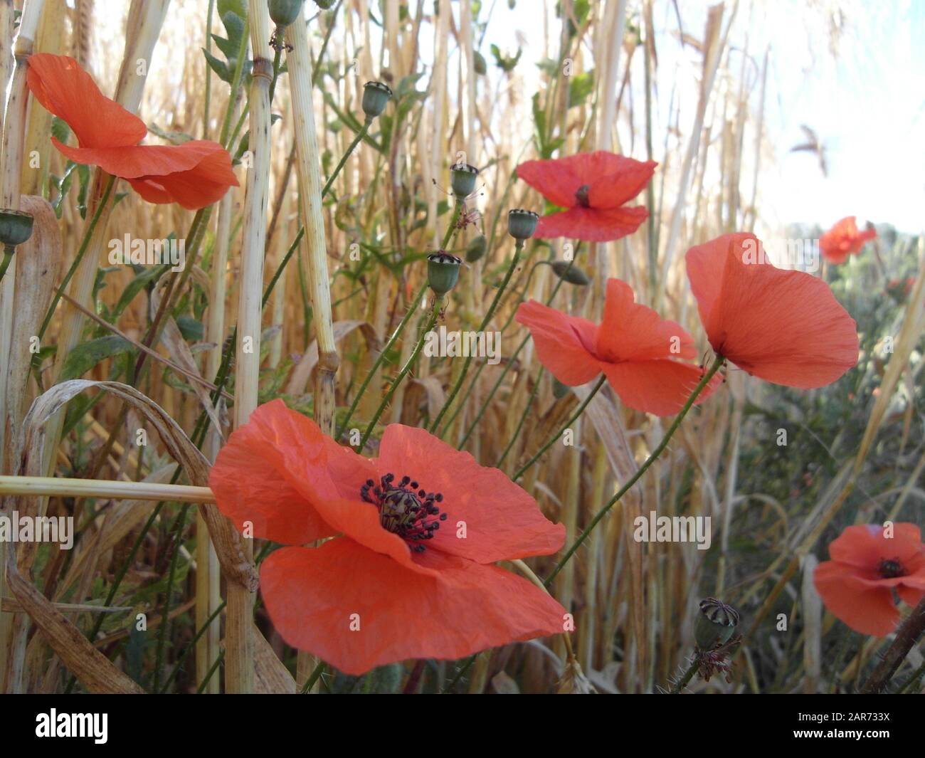 Poppy flower farm with nature hi-res stock photography and images - Alamy