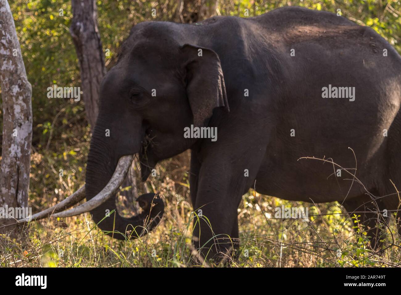Asiatic elephant with its best view at bandipur tiger reserve or forest ...