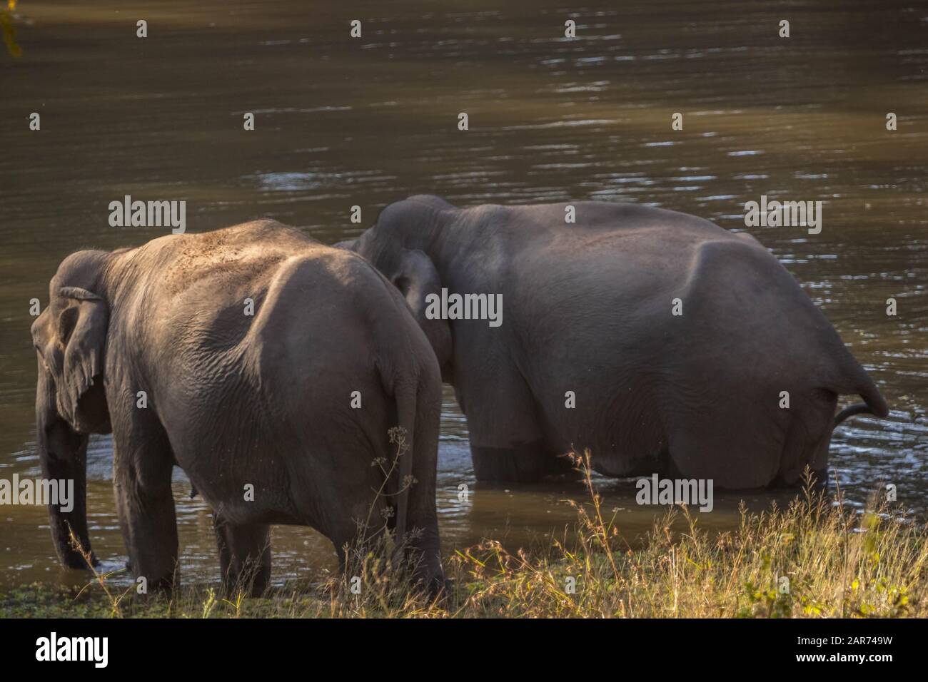Asiatic elephant with its best view at bandipur tiger reserve or forest ...