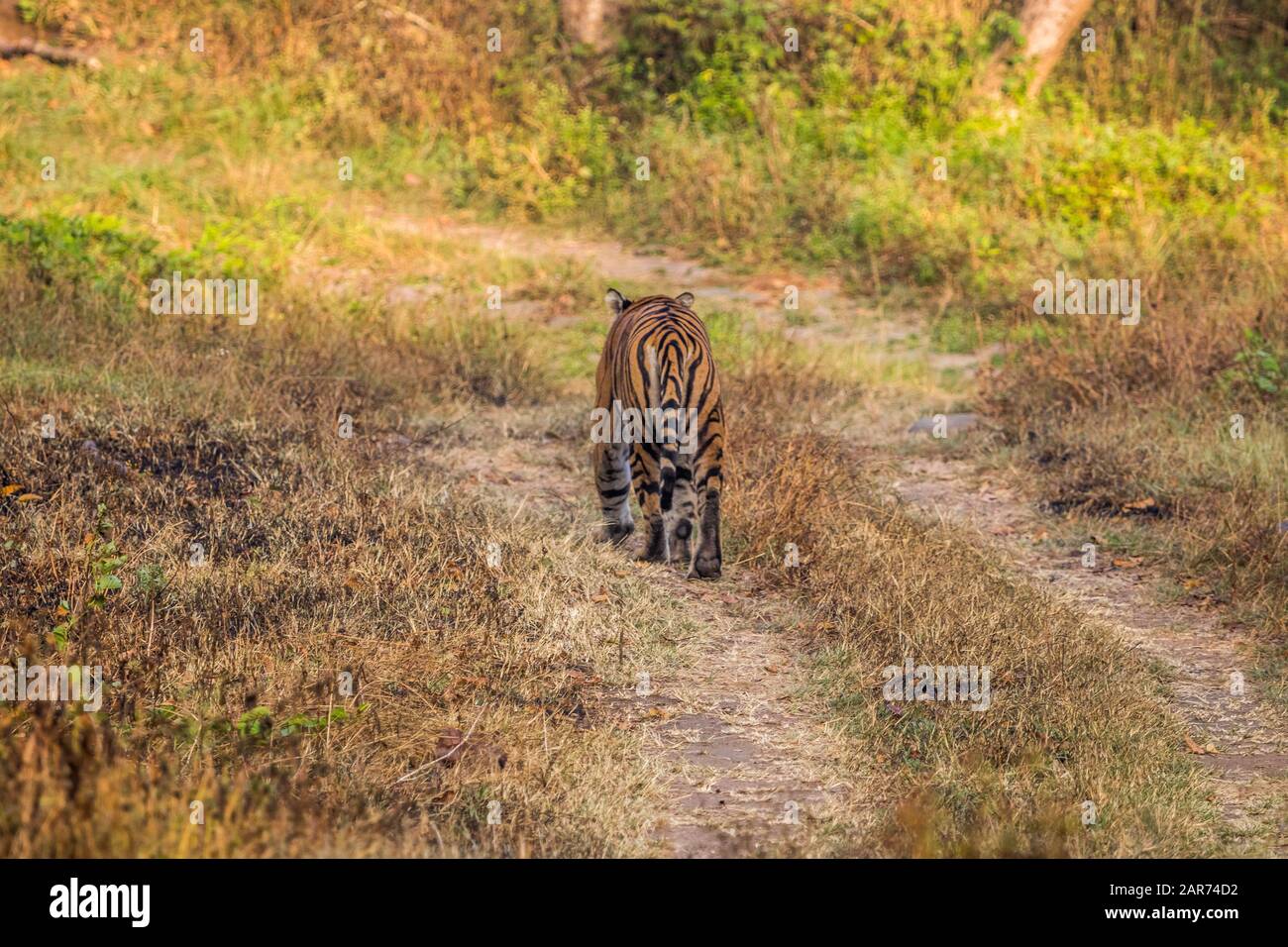 Tiger (Female) Jeep safari it was full of mist in the woods of Bandipur ...