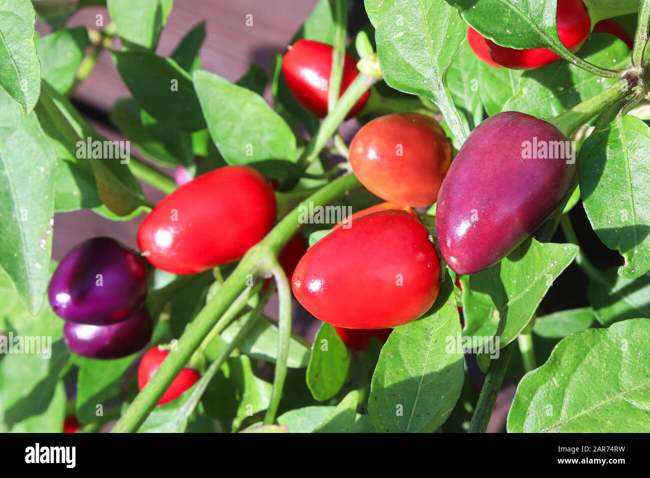 Various stages of a loco pepper ripening Stock Photo - Alamy