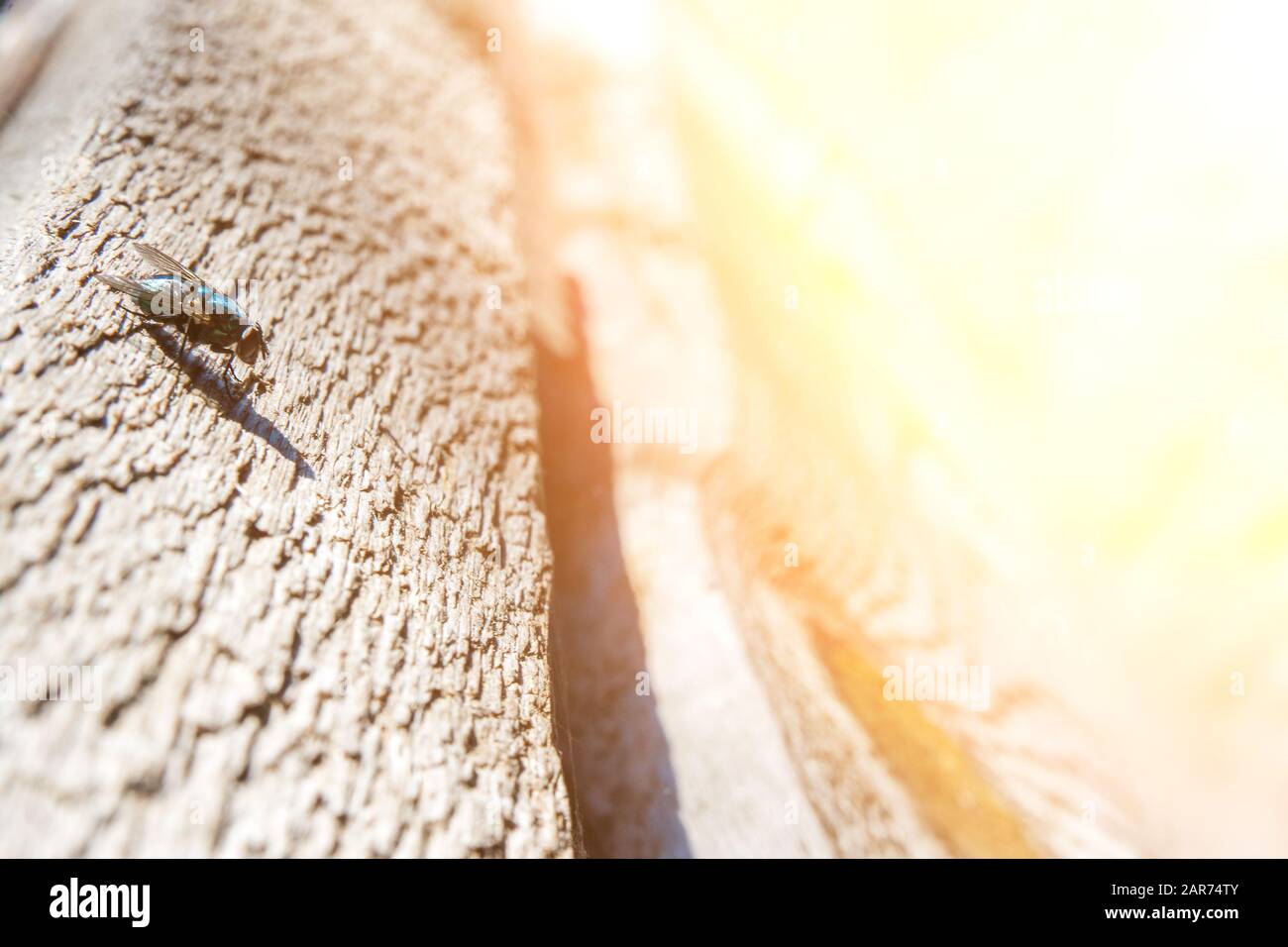 Large common green fly in the rays of the morning sun. it has blue hue ...