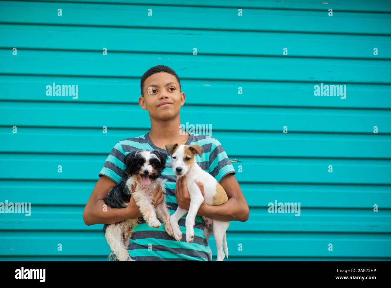 Boy with two dogs hi-res stock photography and images - Alamy