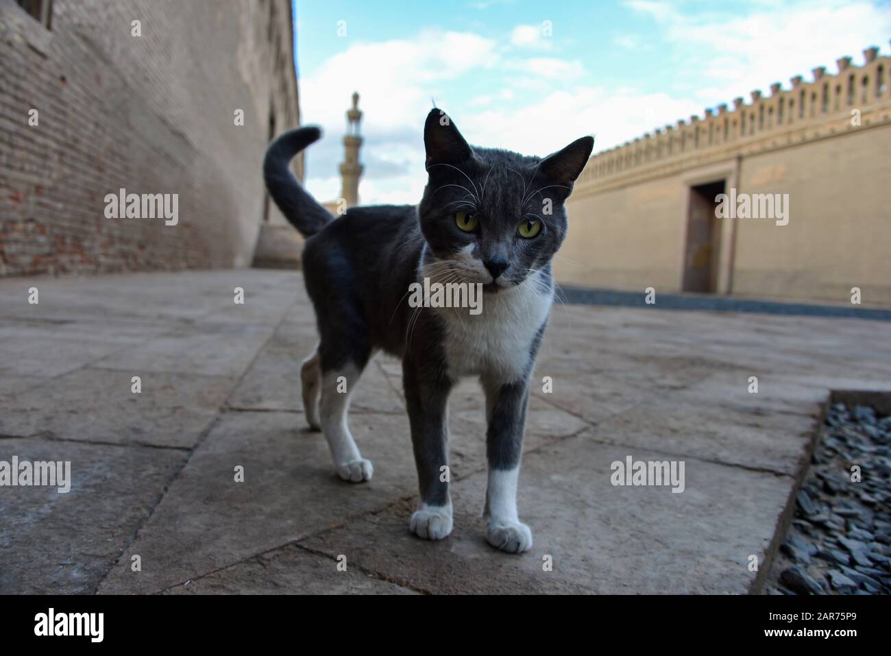 Cat watching at camera hi-res stock photography and images - Alamy