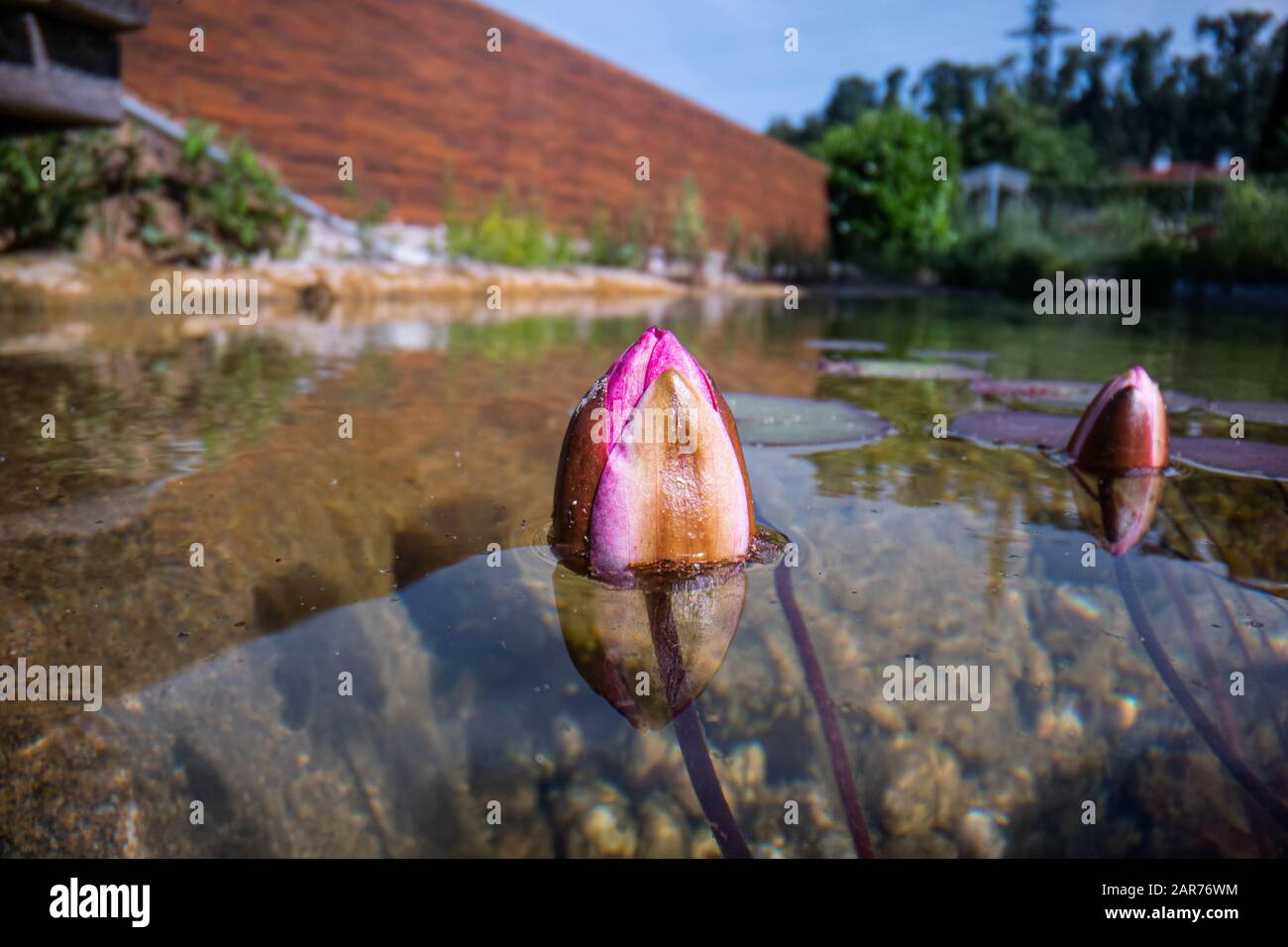 water lily macro image in a beautiful pond Stock Photo - Alamy