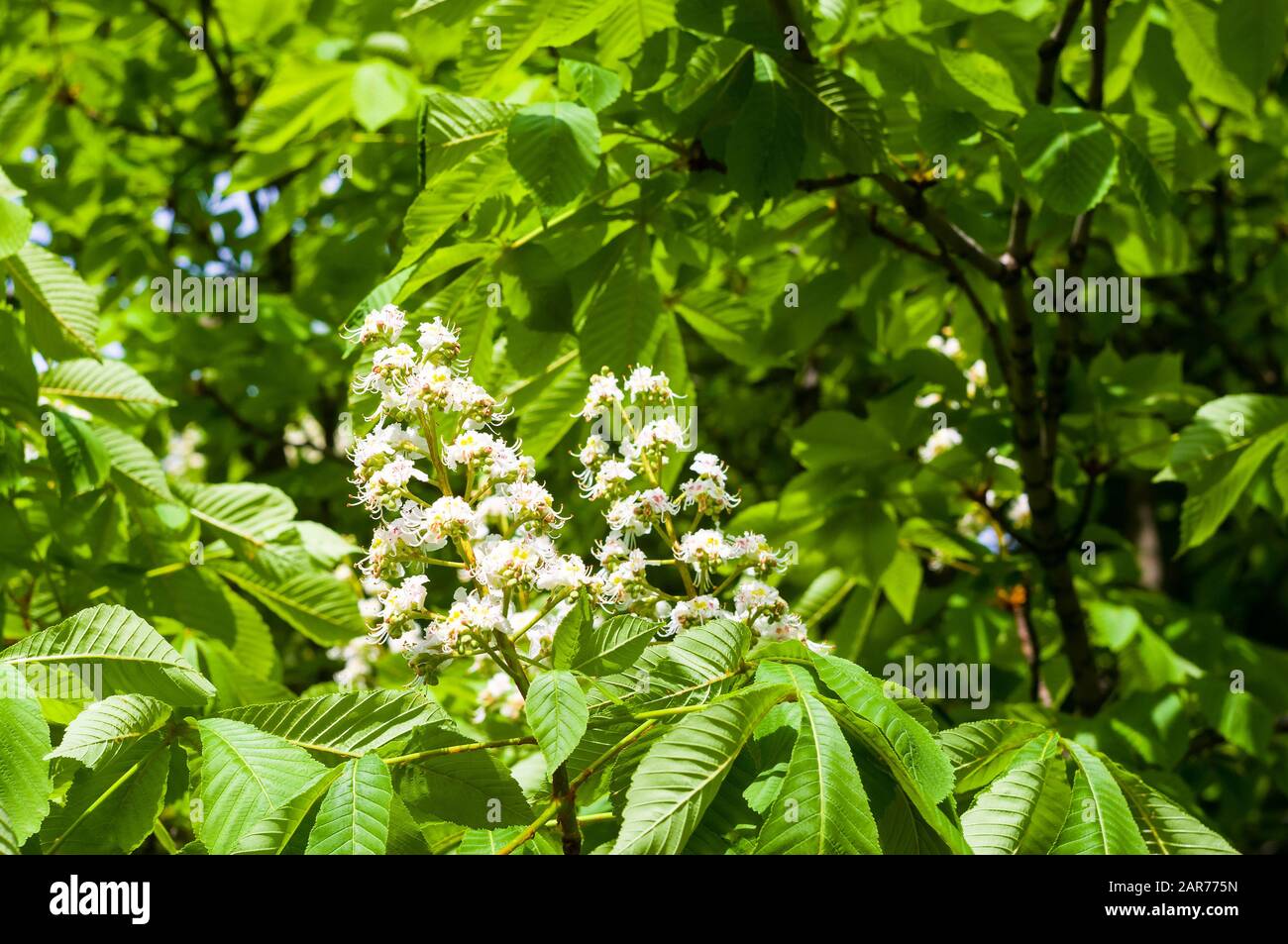 Flowering branches of chestnut Castanea sativa tree, and blue sky Stock ...