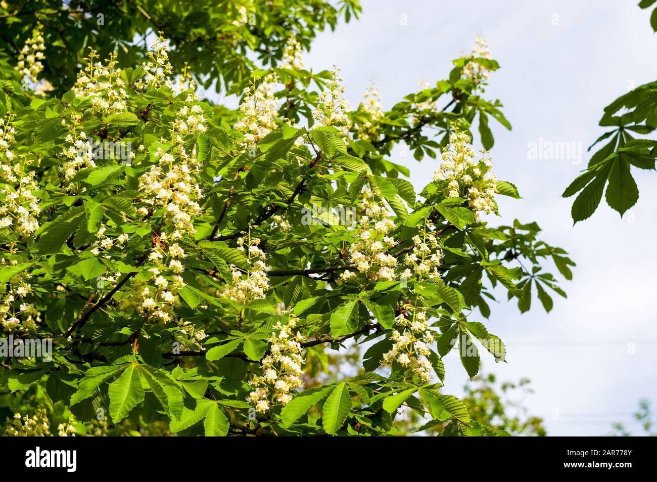 Flowering branches of chestnut Castanea sativa tree, and blue sky Stock ...