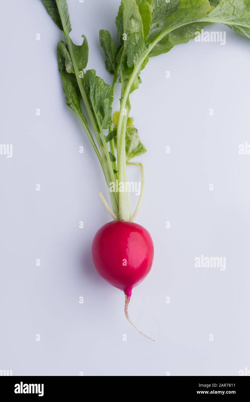 One garden radish hi-res stock photography and images - Alamy