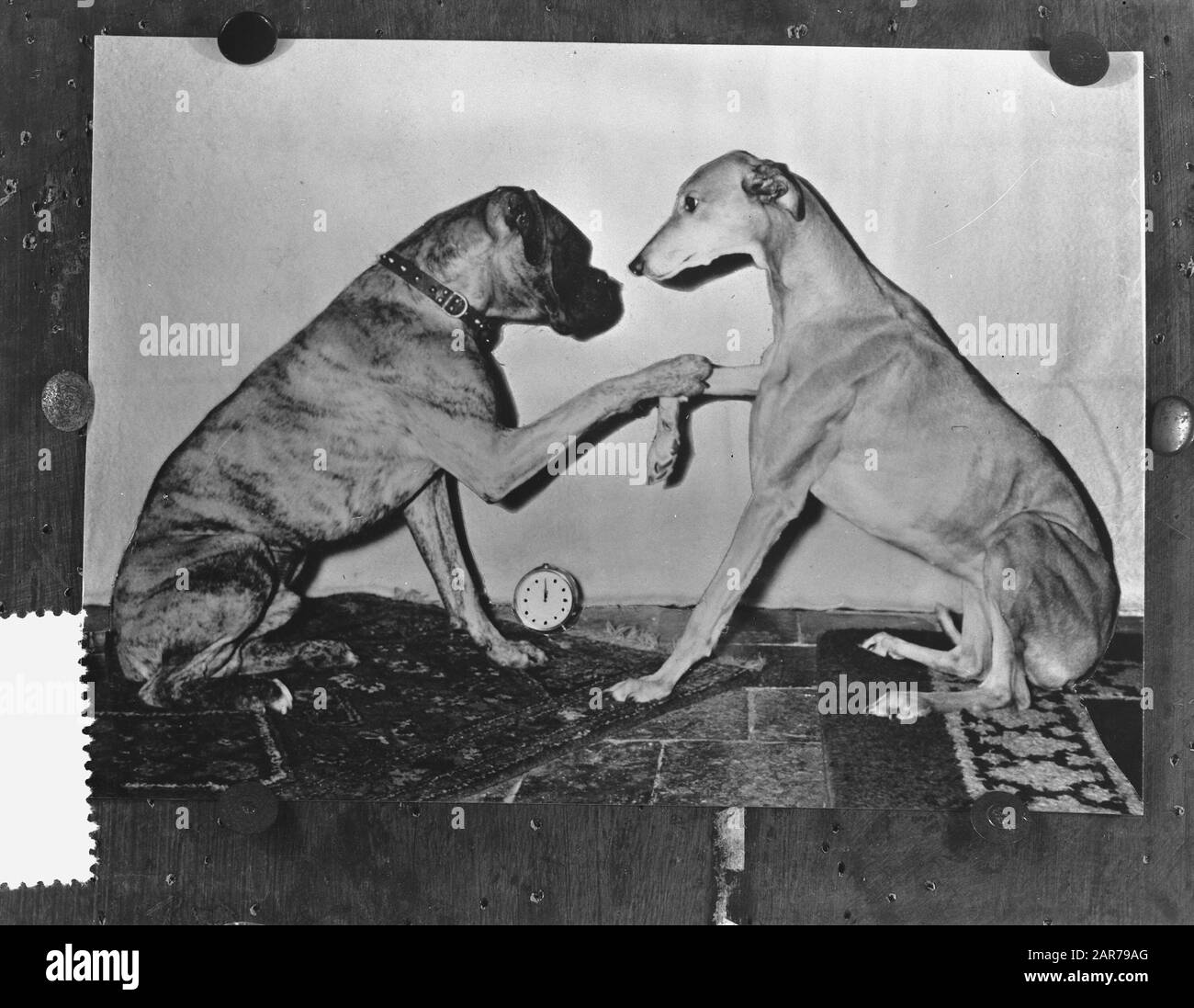 1950s historical family with dogs hi-res stock photography and images ...