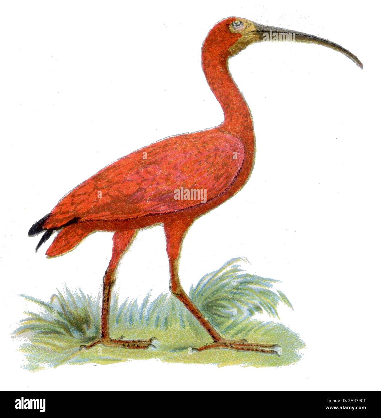 scarlet ibis Eudocimus ruber Stock Photo - Alamy