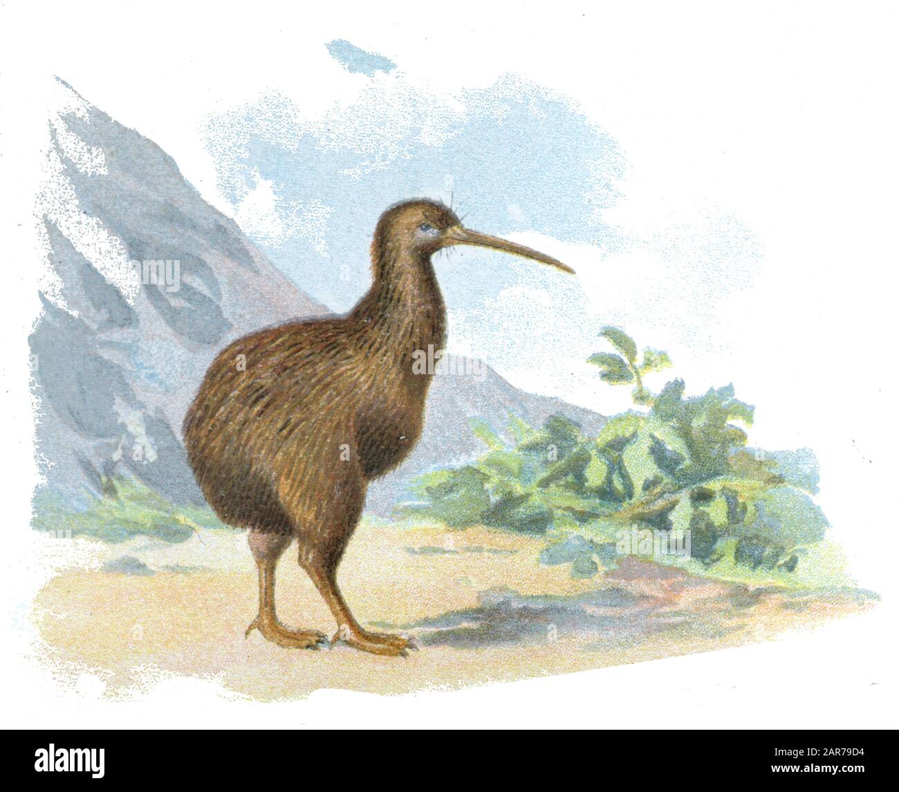 Tokoeka apteryx australis hi-res stock photography and images - Alamy