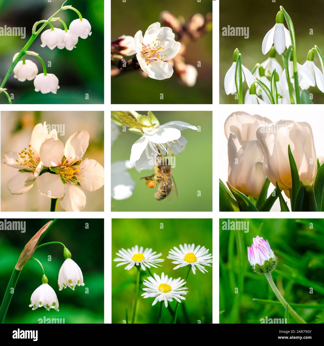 spring collage from white flowers Stock Photo - Alamy