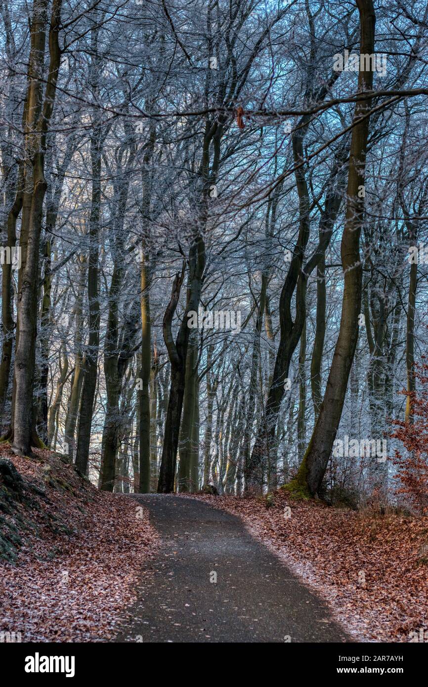 spooky horror forest path during cold winter morning Stock Photo - Alamy