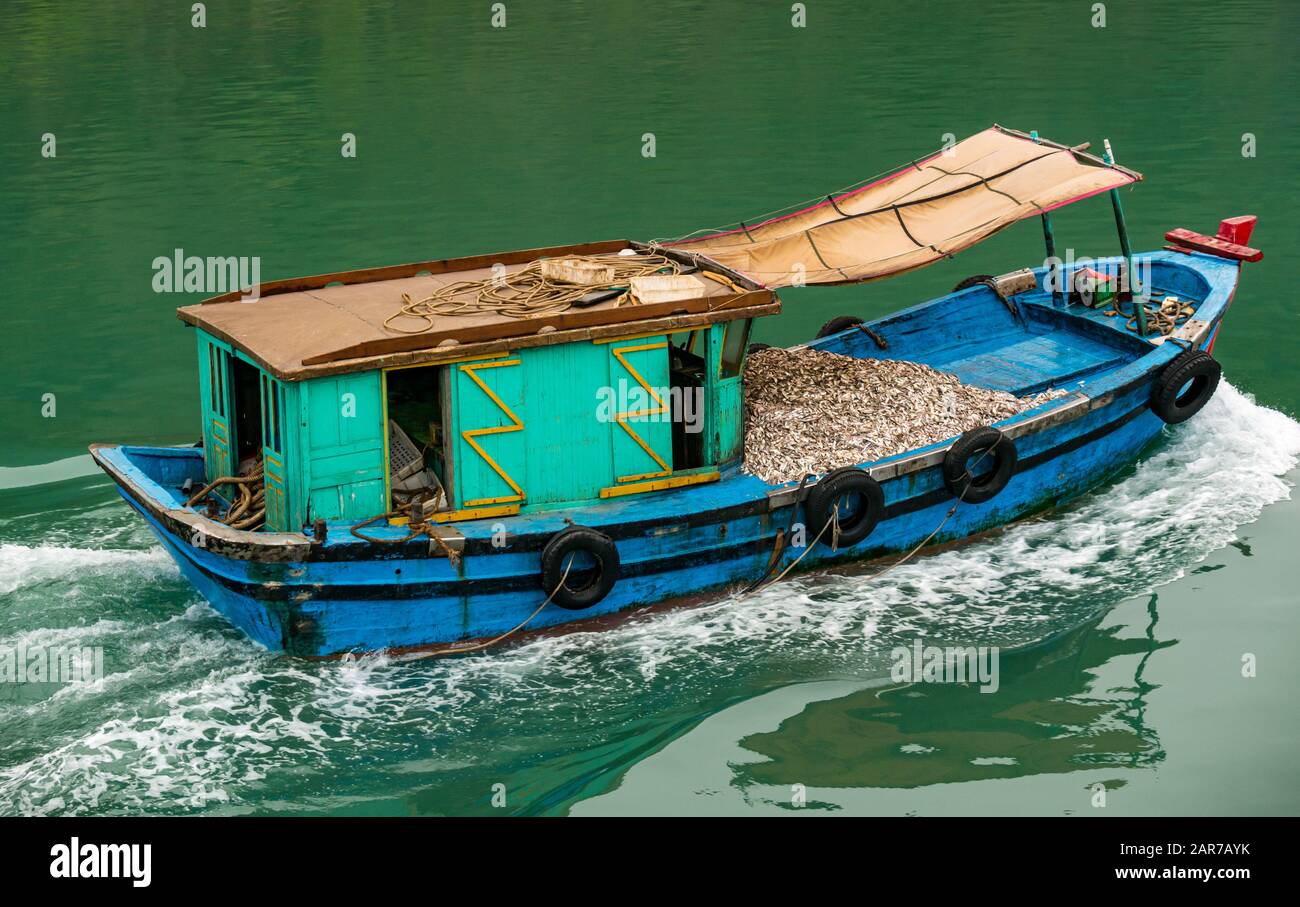 Traditional Vietnamese fishing boat loaded with fish being transported ...