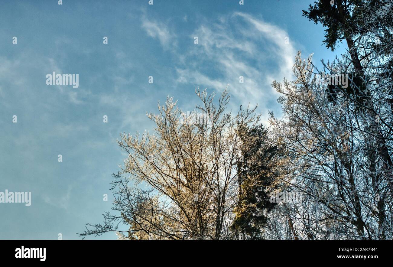 Pine trees on cold winter morning with early warm sunlight Stock Photo ...