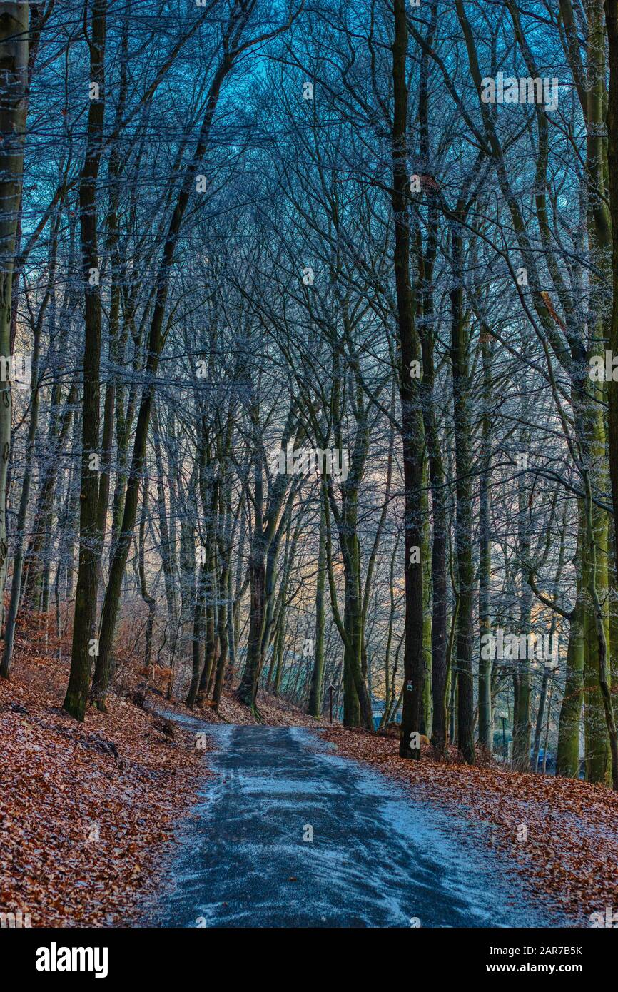Misty forest during the rain hi-res stock photography and images - Alamy