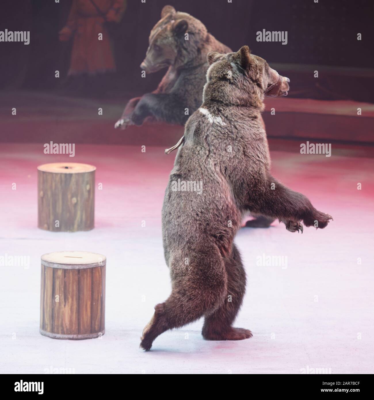 Trained bears hi-res stock photography and images - Alamy