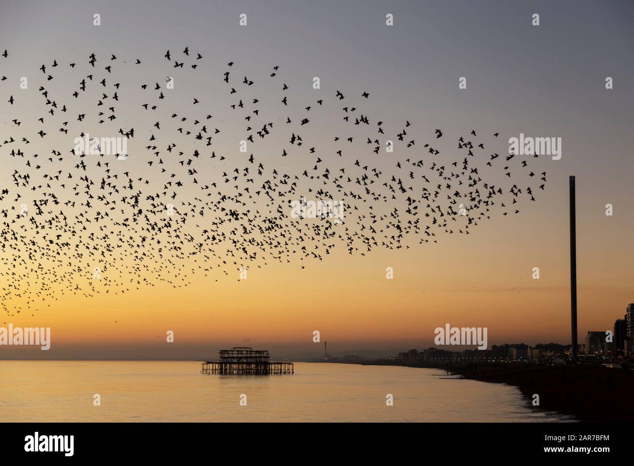 starlings in Brighton at sun set Stock Photo - Alamy