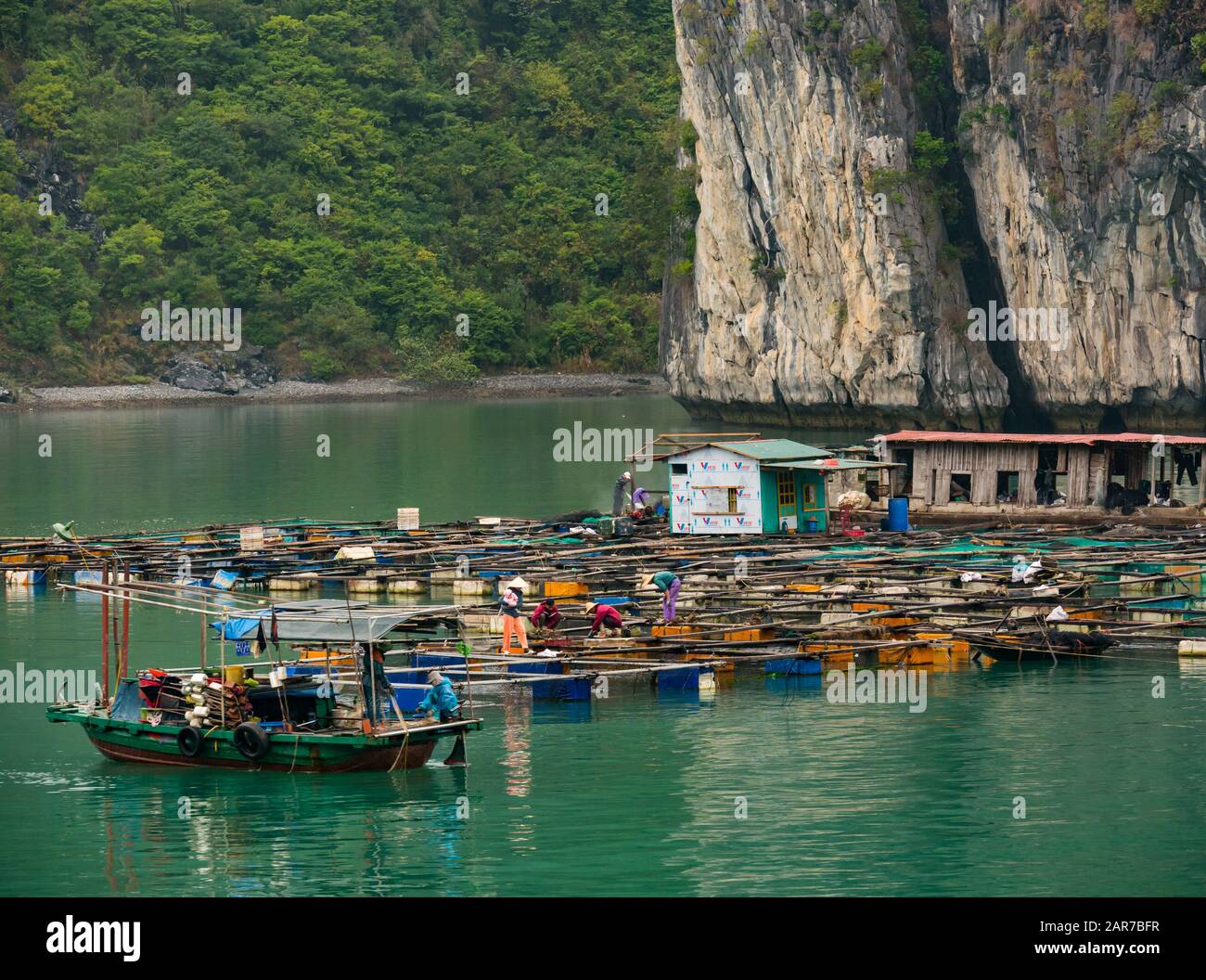 Vietnamese people working at a fish farm with limestone karst rock ...