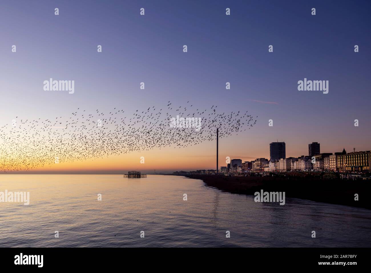 starlings in Brighton at sun set Stock Photo - Alamy