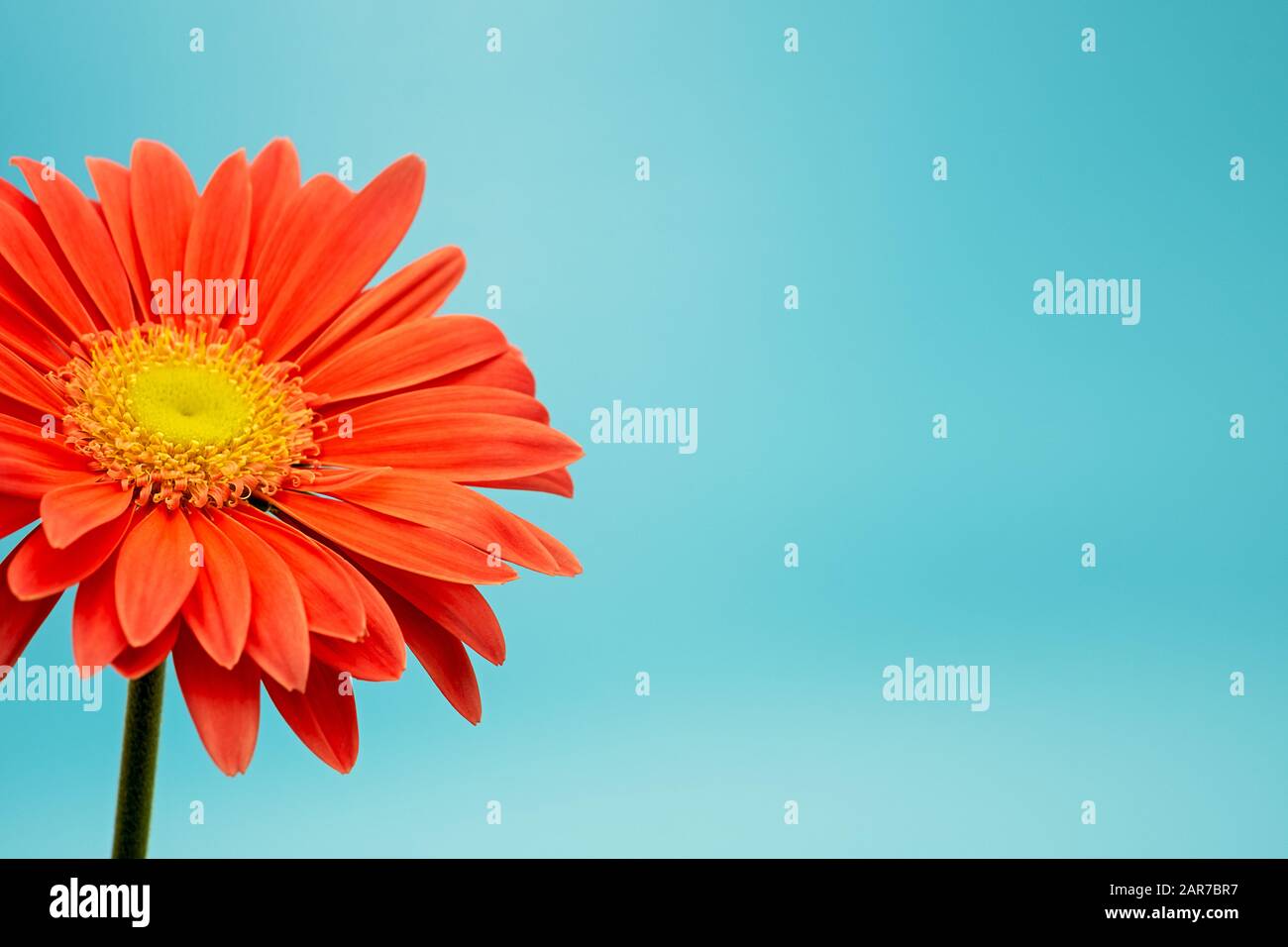 salmon colored gerbera flower isolated on turquoise background Stock ...