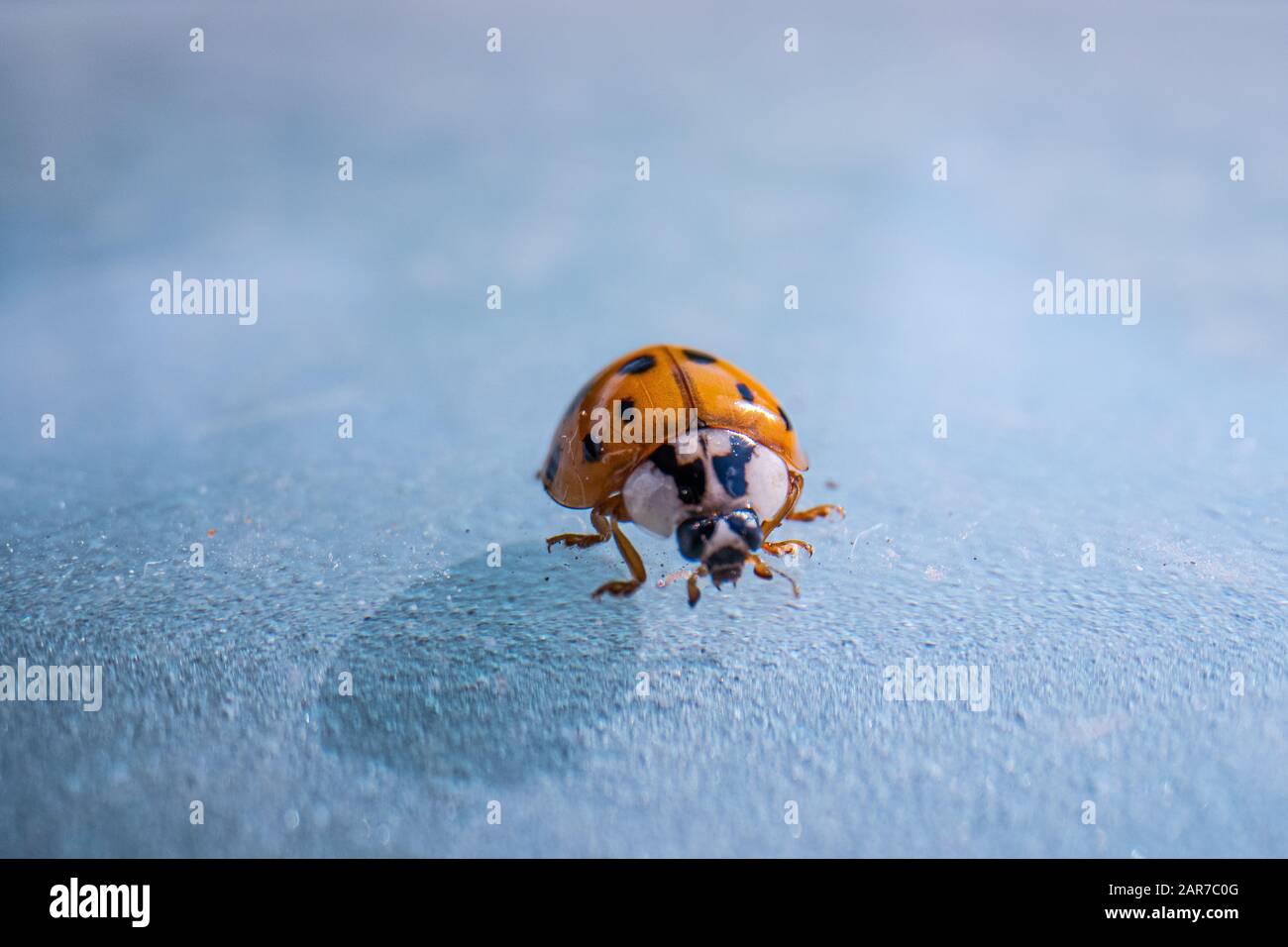 Divine ladybug hi-res stock photography and images - Alamy