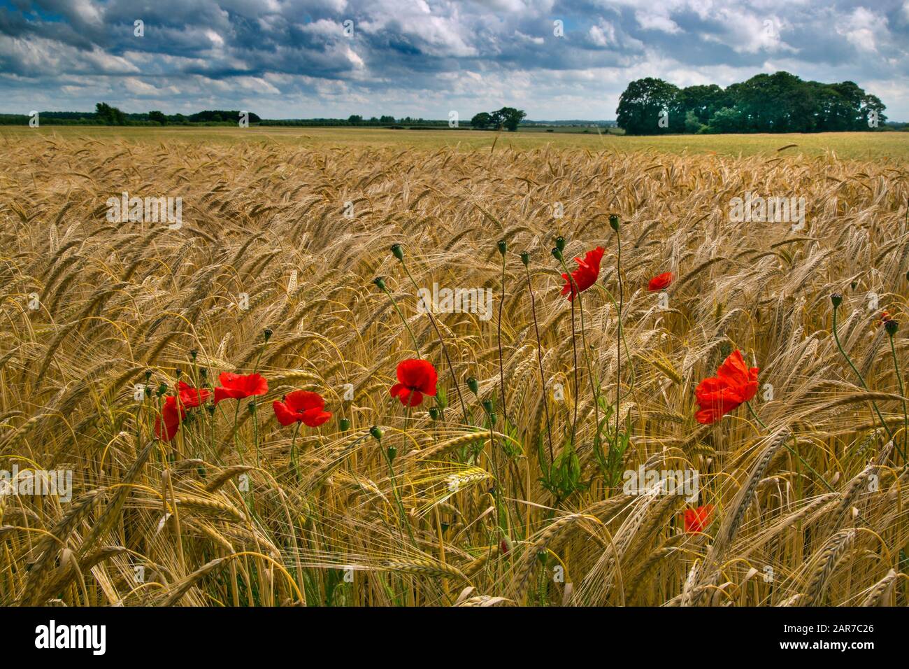 Barley Field & Poppies North Norfolk UK June Stock Photo - Alamy