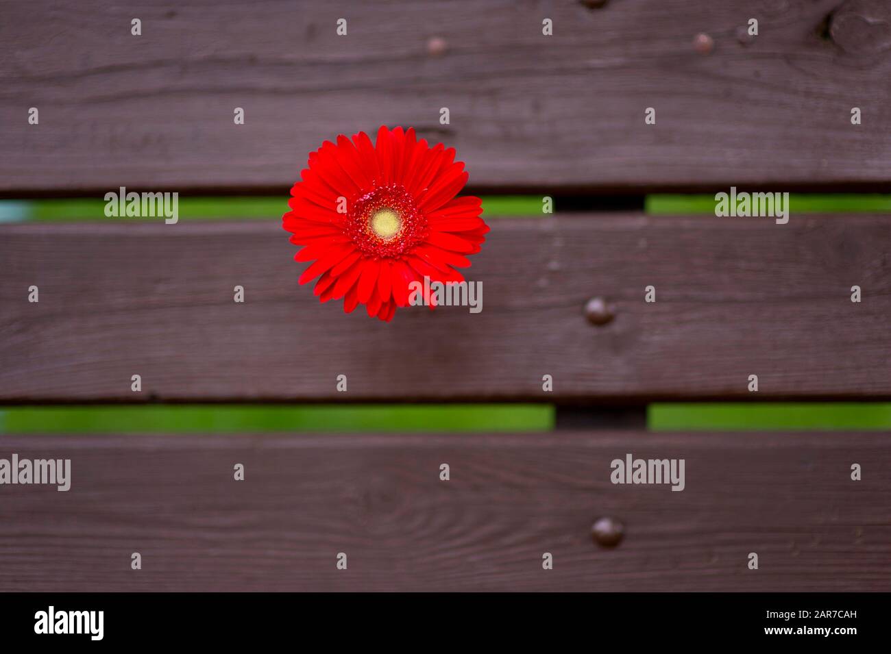 daisy flower is stuck in the back of a dark wooden bench Stock Photo ...