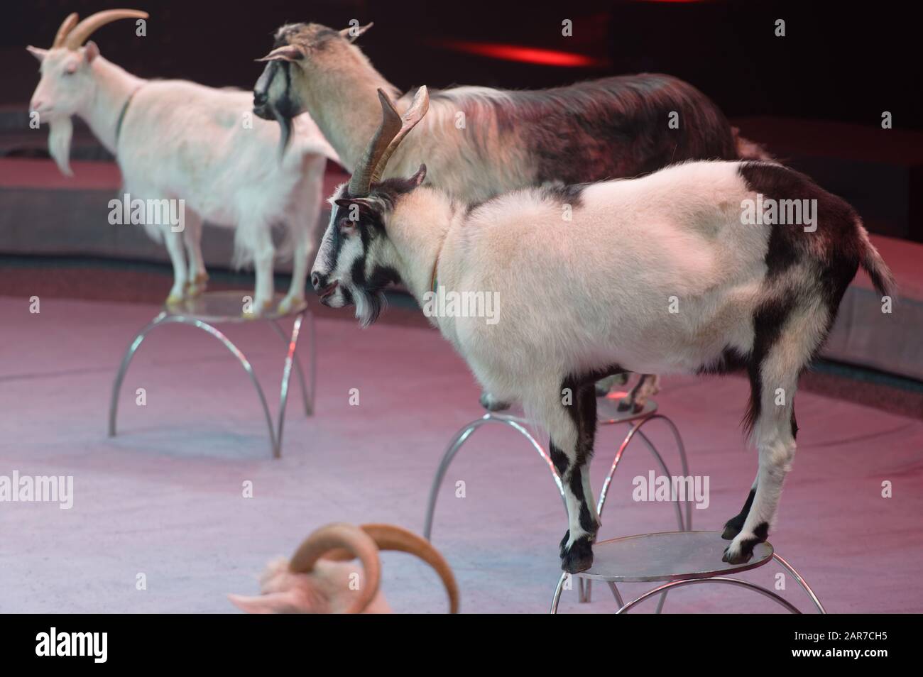 St. Petersburg, Russia - December 27, 2019: Trained goats of Irina ...