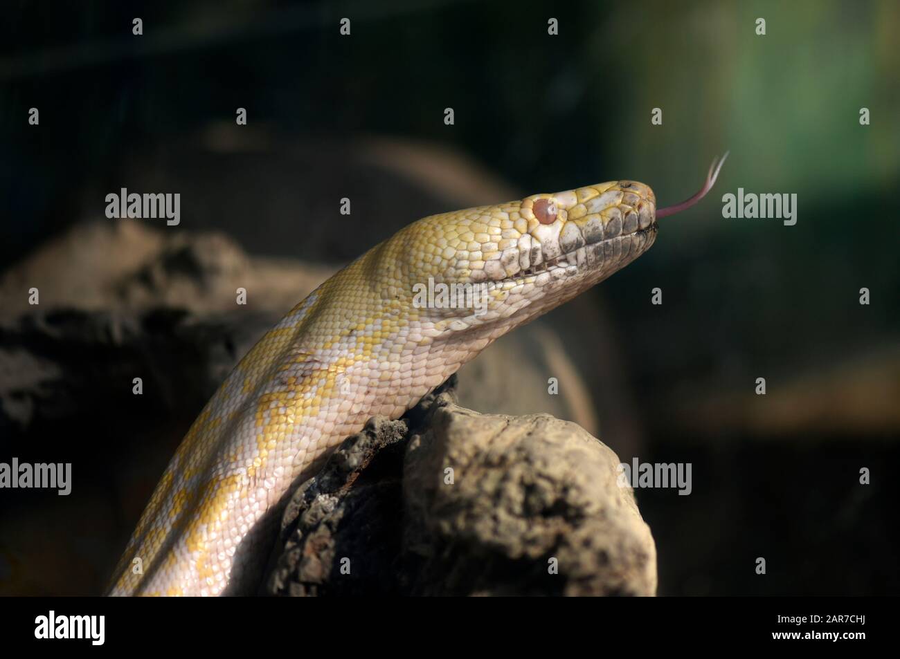 A Burmese Python in a glass cage at a State Zoo Stock Photo - Alamy