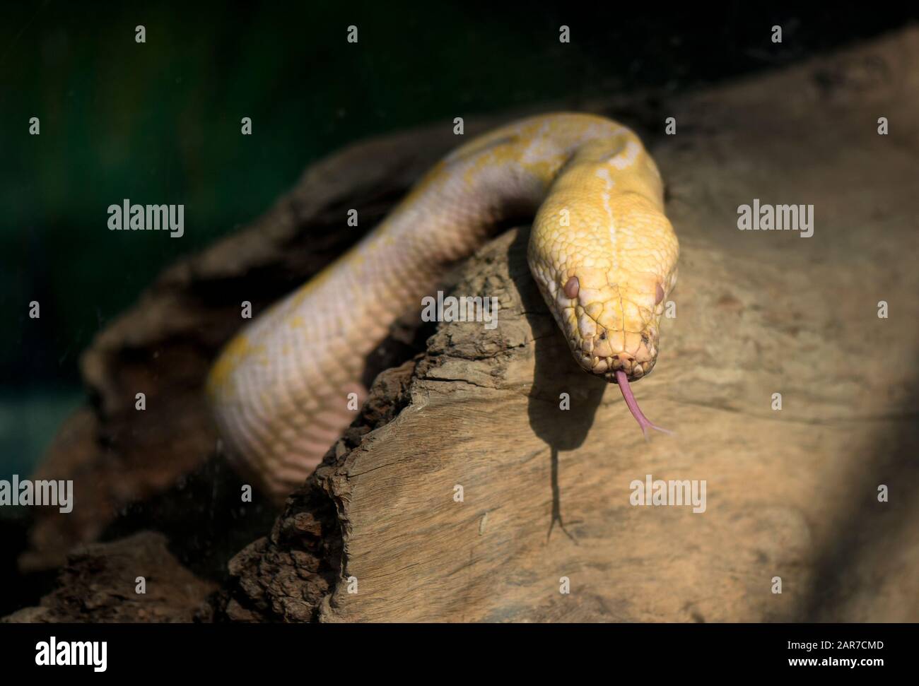 A Burmese Python in a glass cage at a State Zoo Stock Photo - Alamy