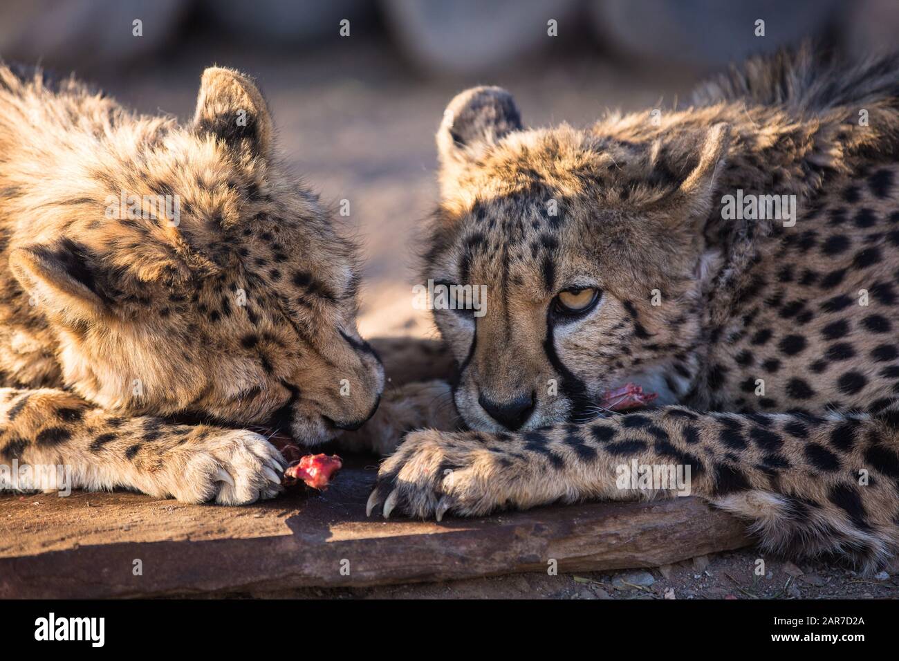 Cheetah Teeth Closeup High Resolution Stock Photography and Images - Alamy