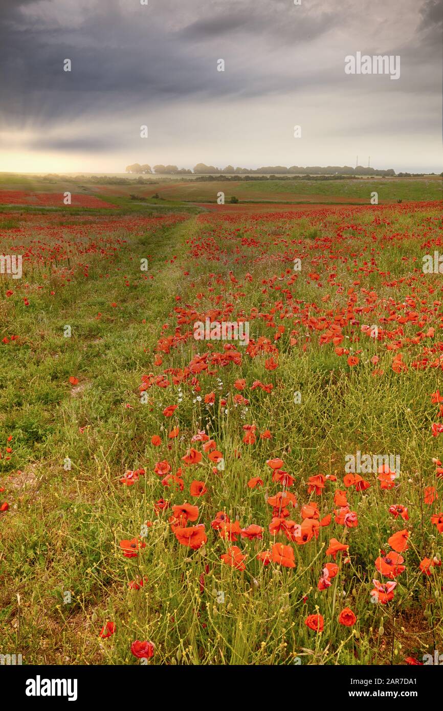 Beautiful field of wild red poppies at sunrise. Nature landscape Stock ...
