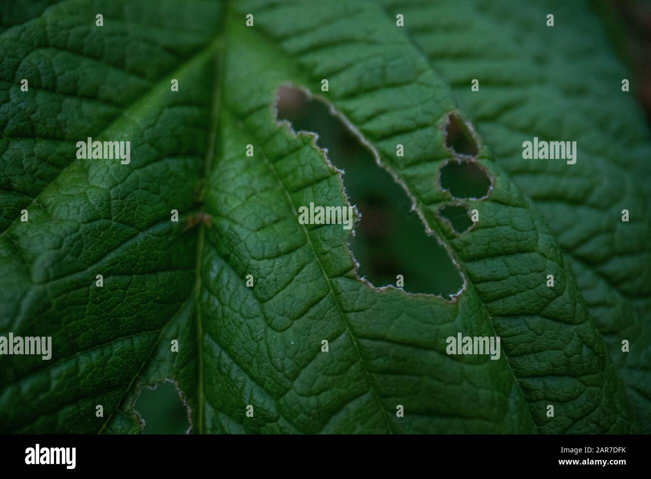 Leave water hole hi-res stock photography and images - Alamy