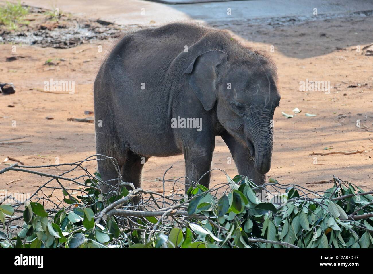 Indian elephants hi-res stock photography and images - Alamy