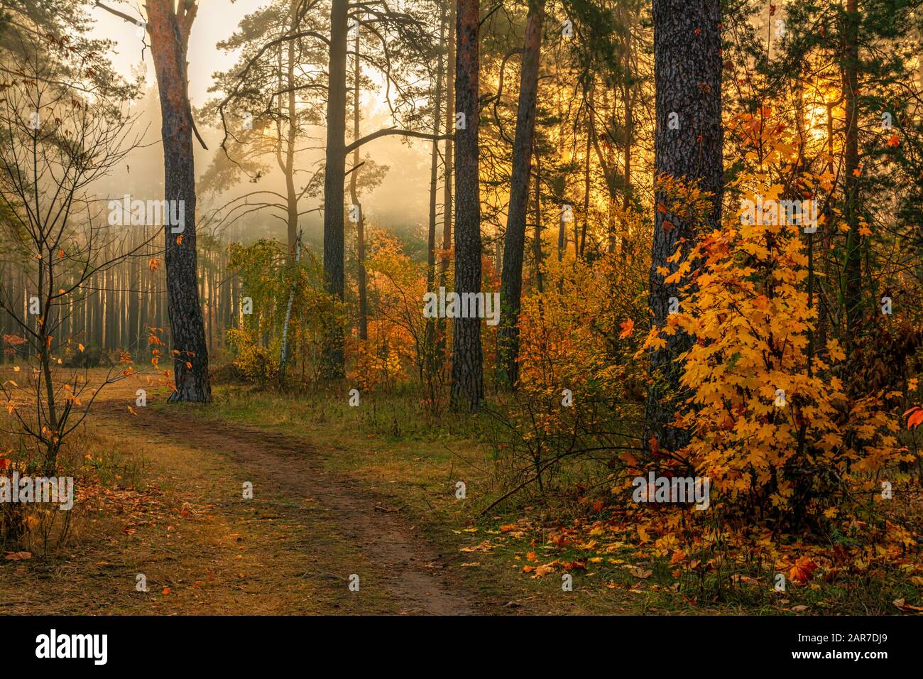 Forest. Good autumn morning. The sun's rays play in the branches of ...