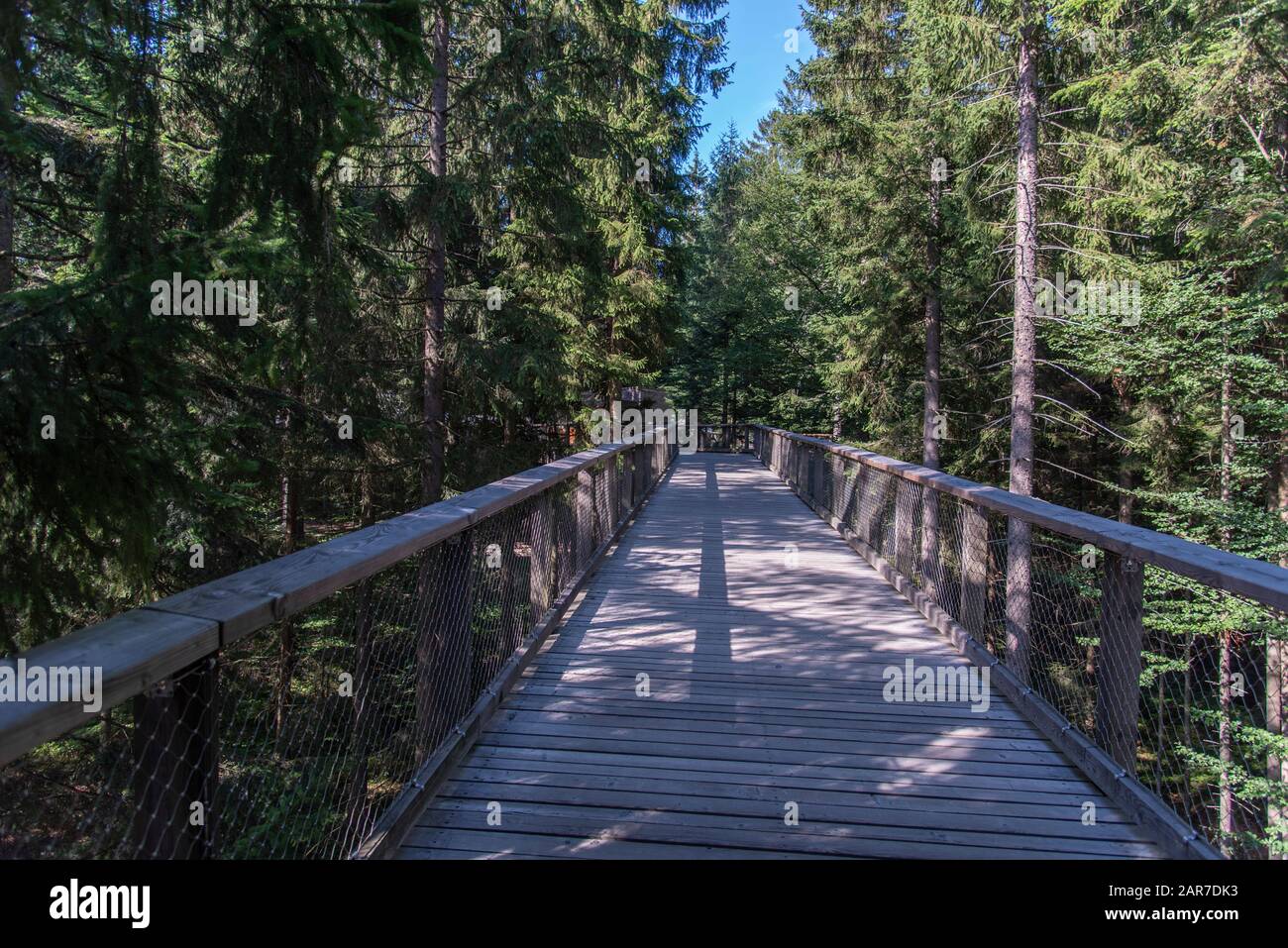 Tree walk bavarian forest national park hi-res stock photography and ...