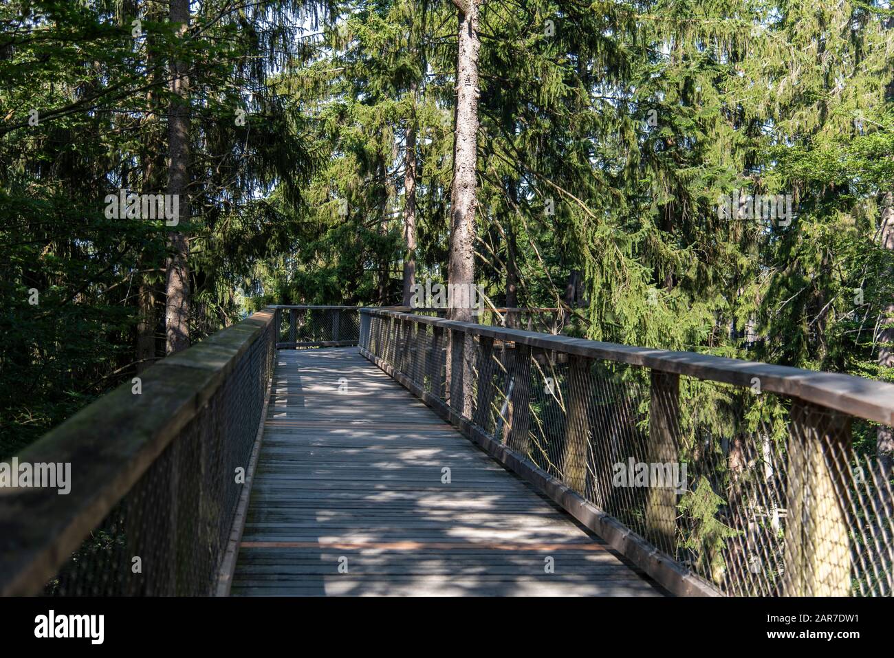 Tree tower, Tree Top Walk, Bavarian Forest National Park, Neuschönau ...