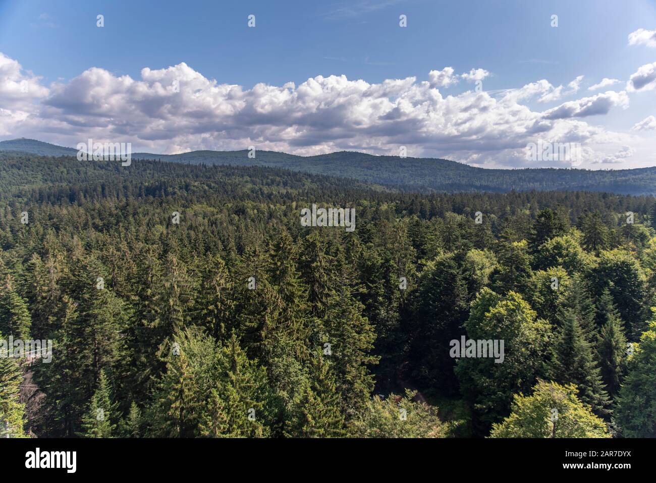 Tree tower, Tree Top Walk, Bavarian Forest National Park, Neuschönau ...