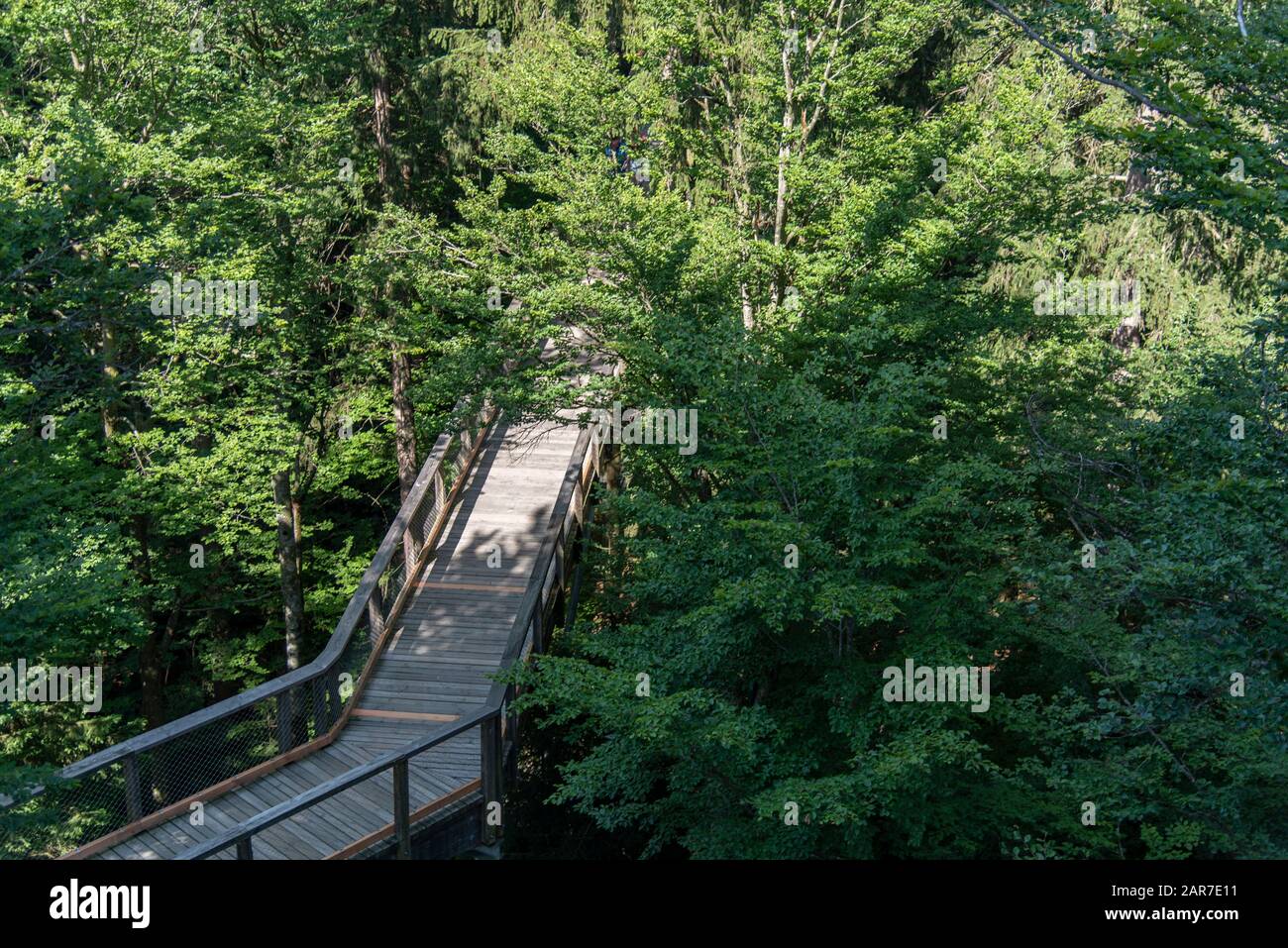 Tree tower, Tree Top Walk, Bavarian Forest National Park, Neuschönau ...